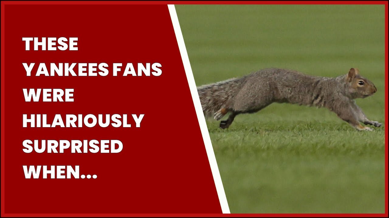 THESE YANKEES FANS WERE HILARIOUSLY SURPRISED WHEN THEY SAW A SQUIRREL ...