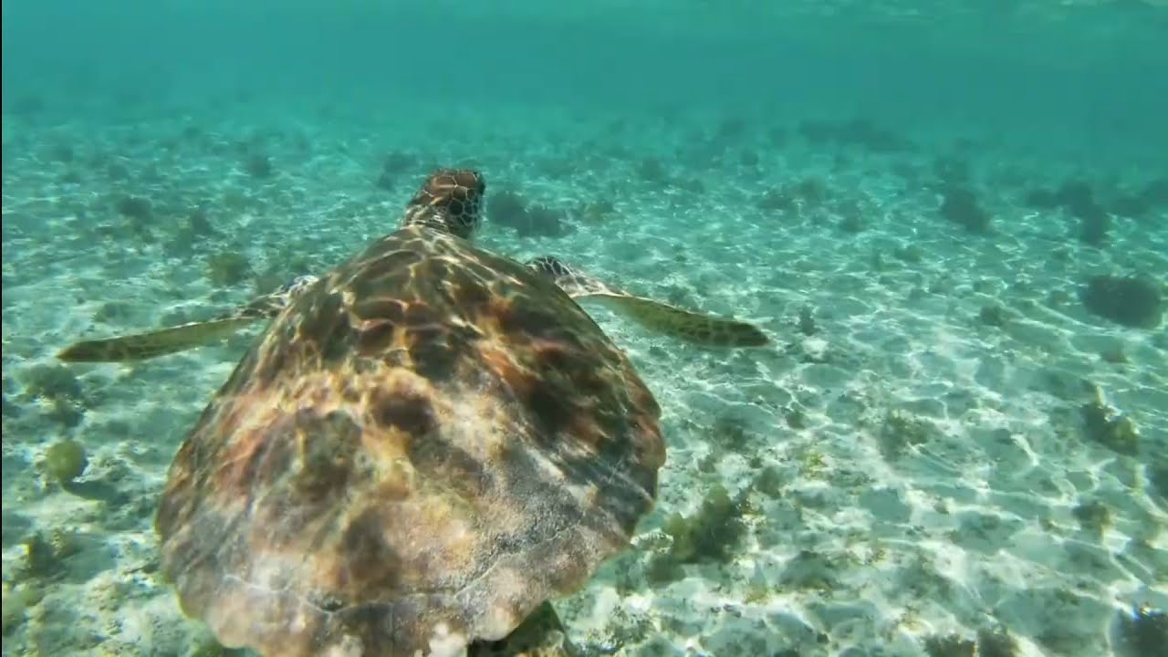 🌊 963Hz Marine Meditation | Underwater Healing Music for Deep ...
