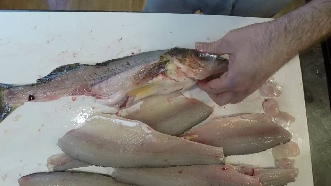 HOW TO FILLET A FISH WITH LESS MESS - YouTube