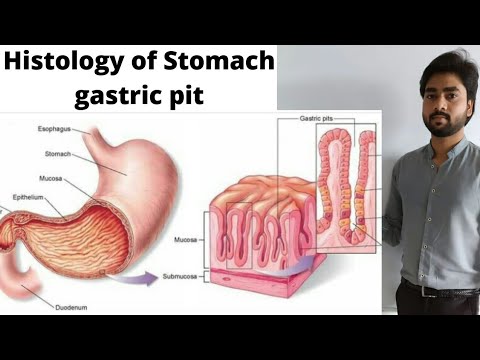 Histology of Stomach gastric pits and gastric glands.(By Abhishek sir ...