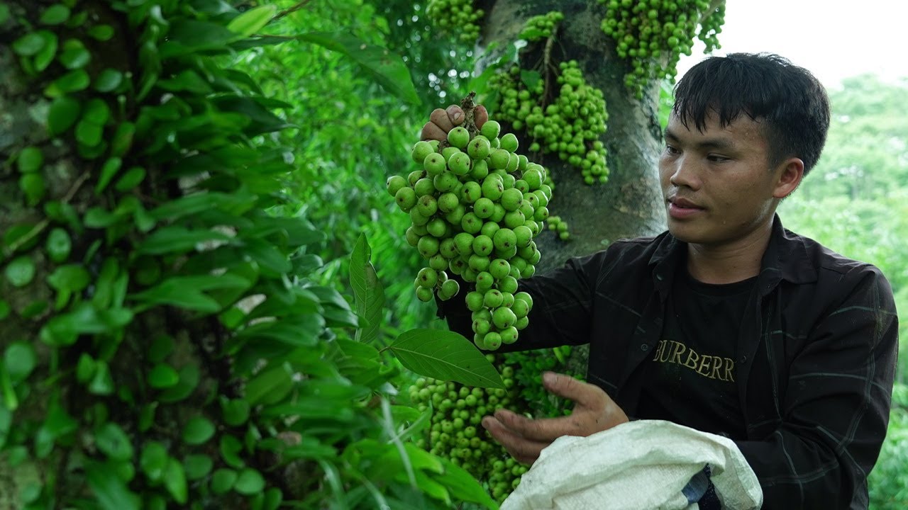 Pao harvests ancient fig trees and makes a delicious fig salad with ...