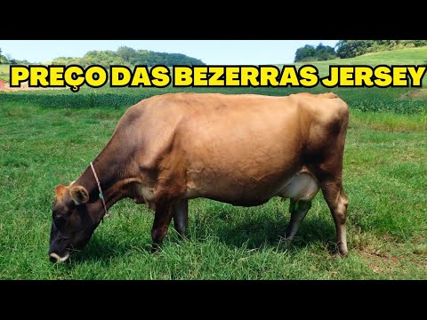 Preço Bezerras Jersey/Como Fazer Ração Barata em Casa/Engorda Bezerro ...