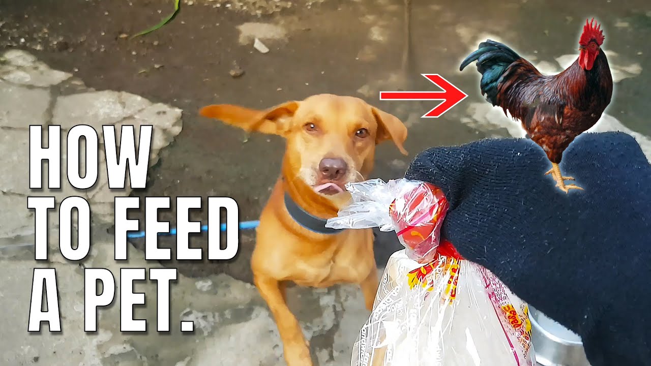 HOW TO FEED A PET - Wingman - YouTube