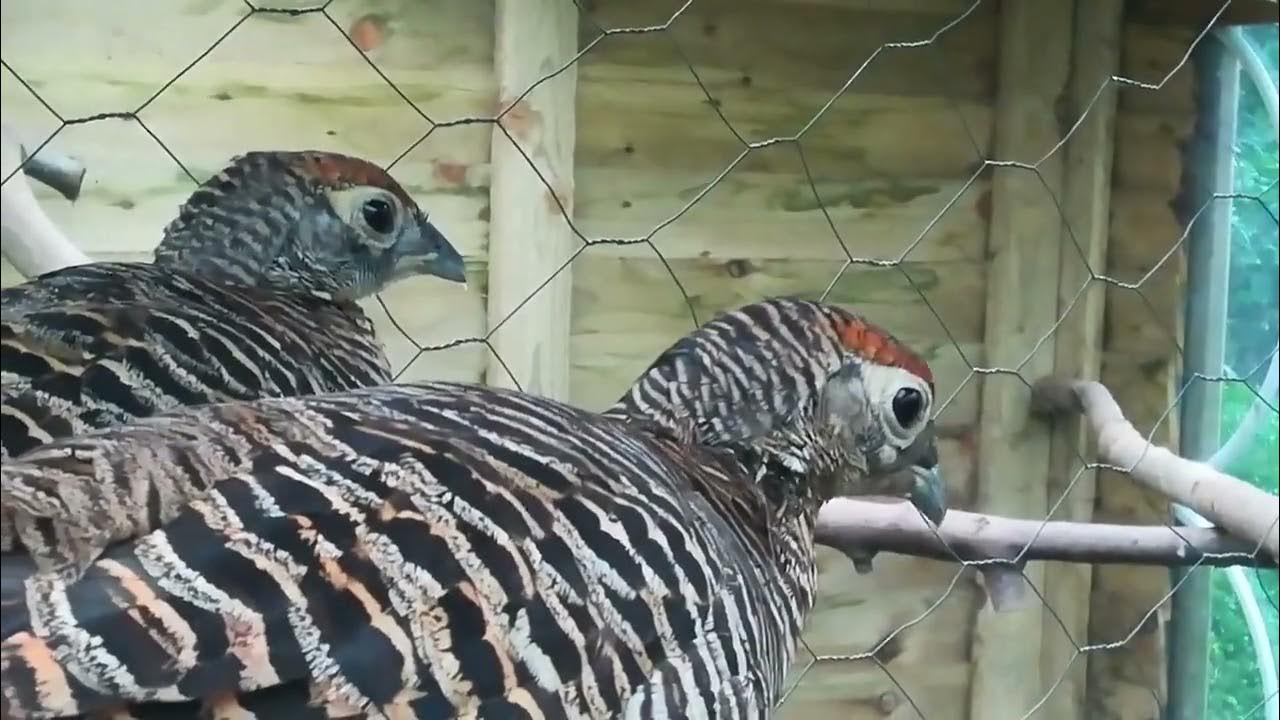 YOUNG LADY AMHERST PHEASANTS BIRDS - YouTube