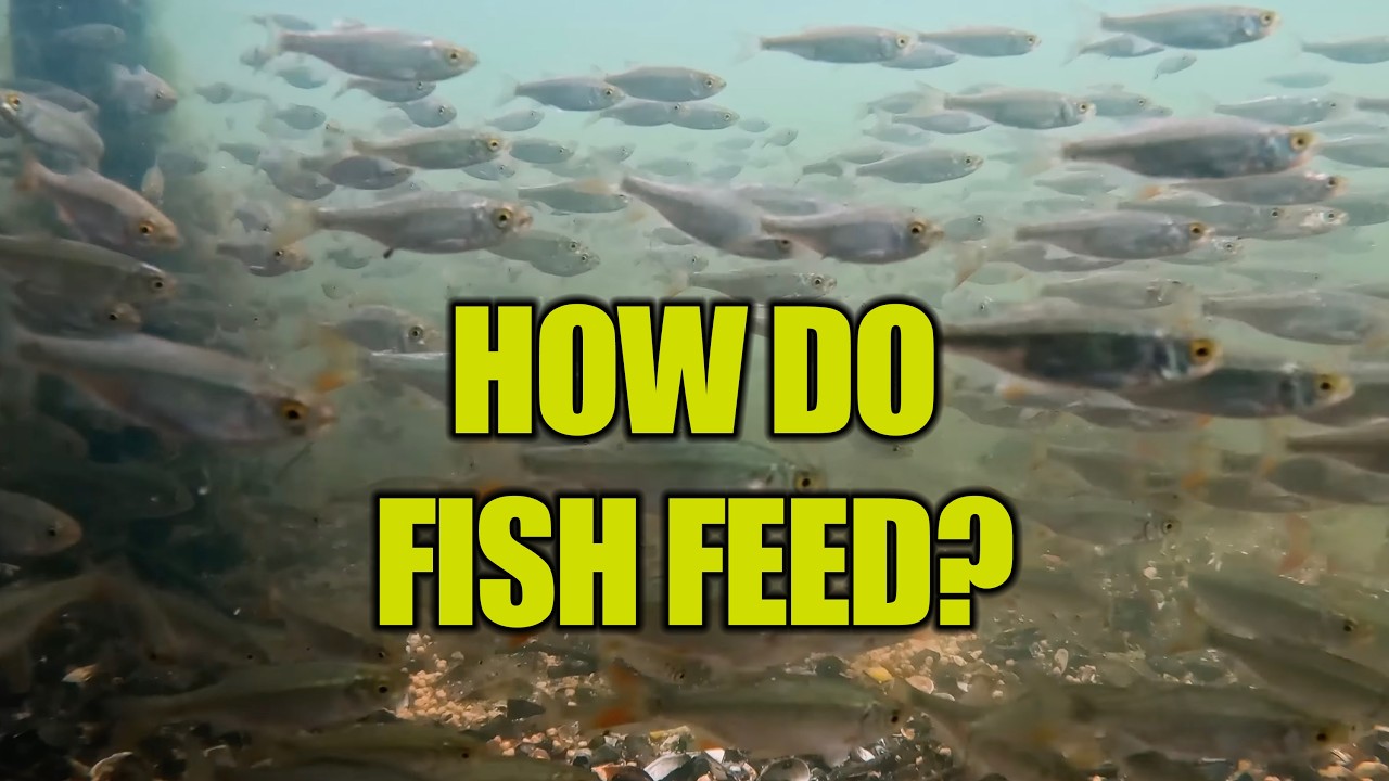 TWO HOURS of INCREDIBLE UNDERWATER FISH ACTION! - YouTube