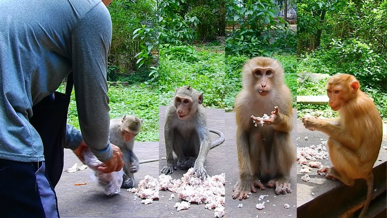 I giving some rice to poor monkey Dawn, monkey Sovany, monkey Sheba and ...
