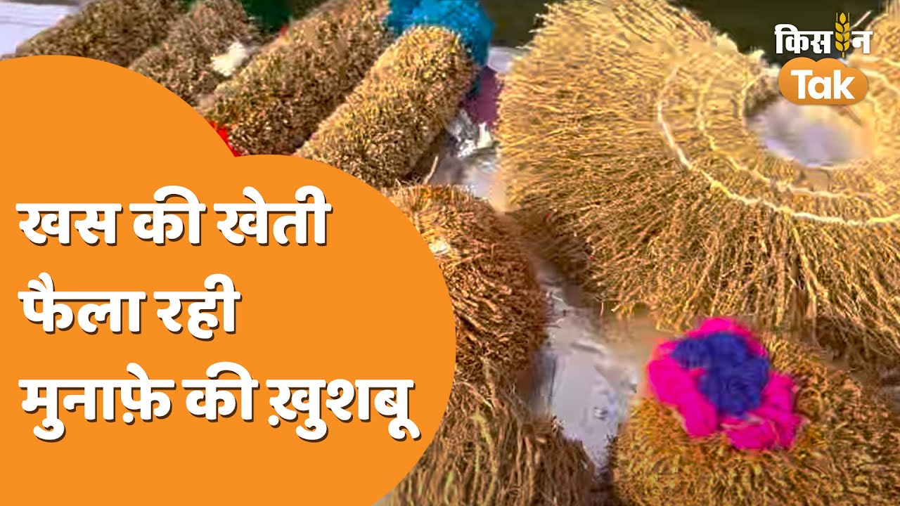 khas ki kheti: कैसे खस की खेती से करें शानदार कमाई, इस वीडियो में जानिए ...