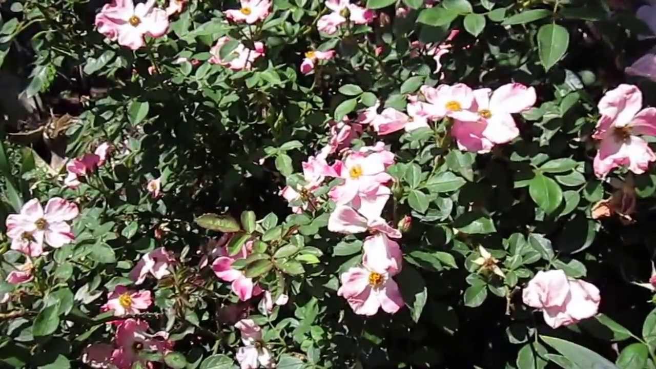 Nearly Wild Rose, Lisa's Landscape & Design "Plant Pick of the Day ...