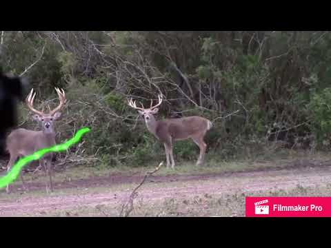 Hunting kill shot compilation - YouTube