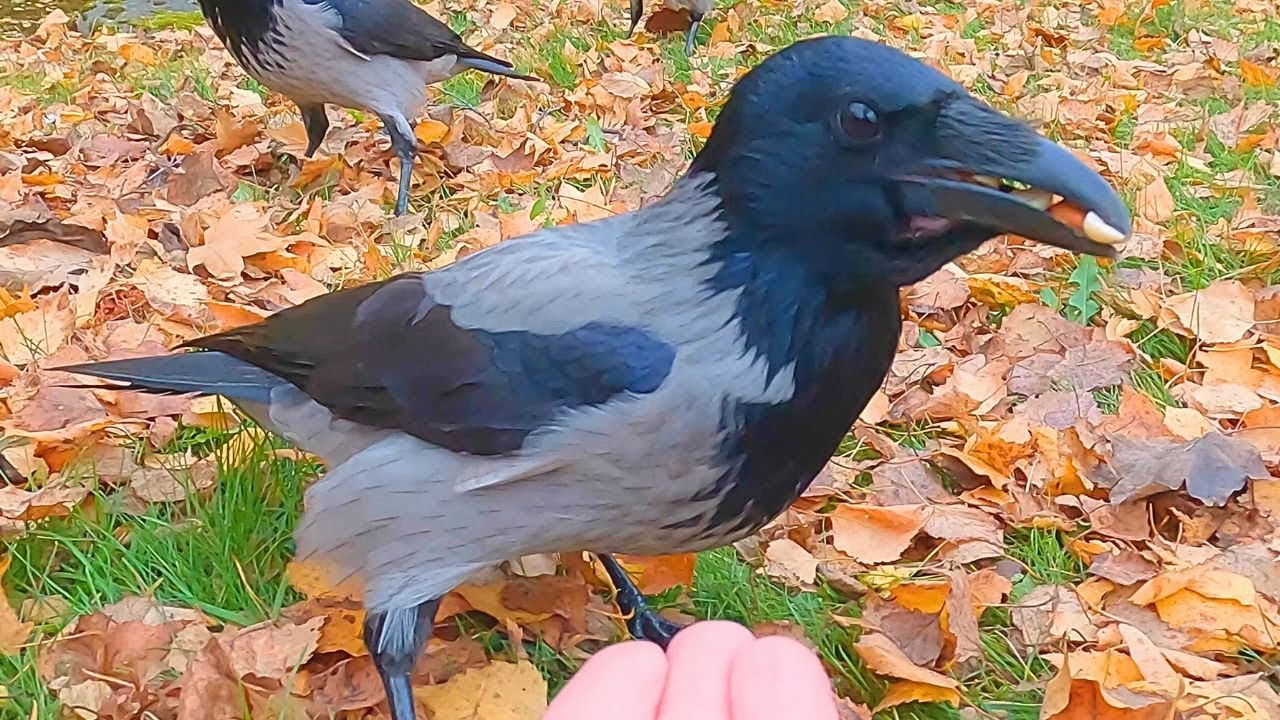 Hand Feeding Hooded Crows Peanuts [4K] - YouTube