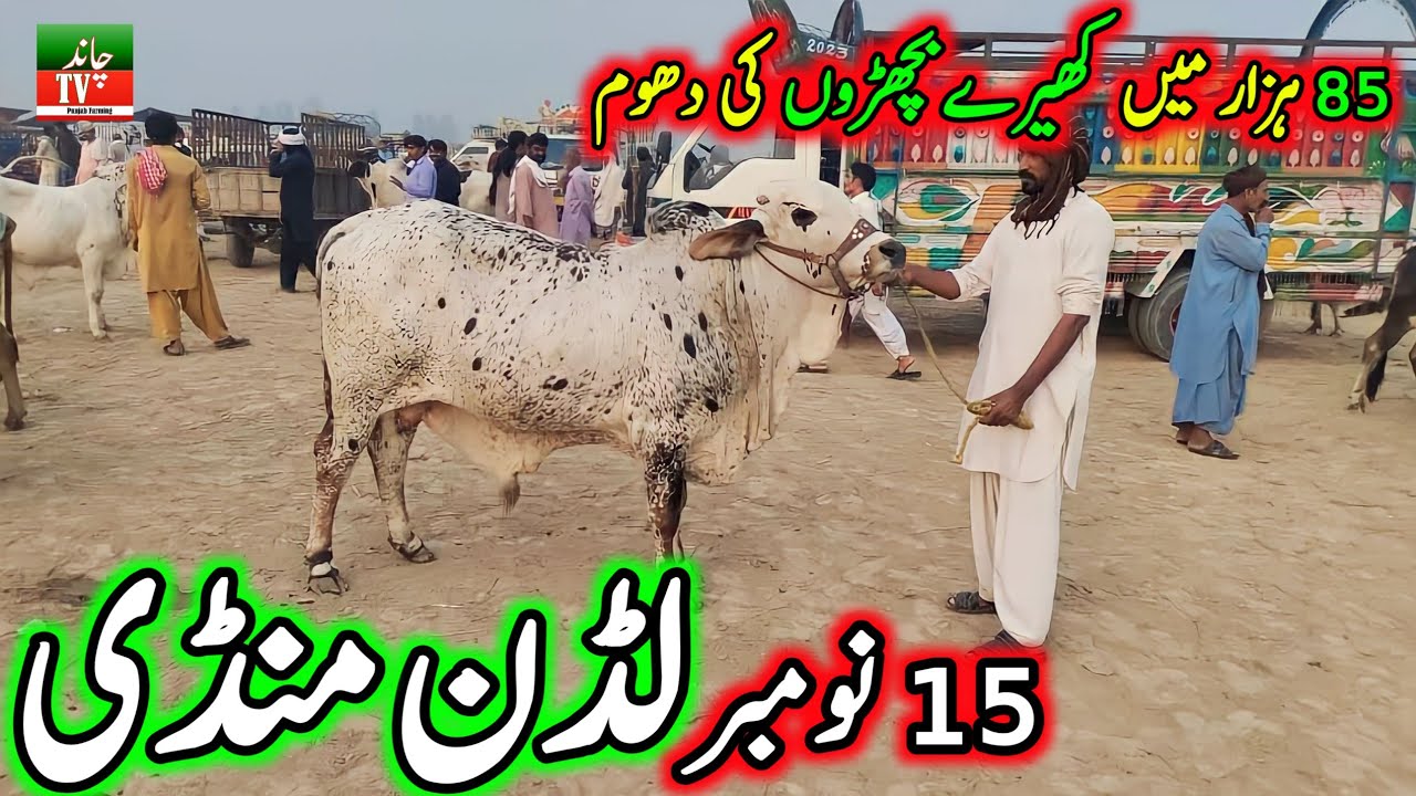 Luddan Mandi Today Latest Updates 15-11-2023 | Luddan Cow Mandi PK ...