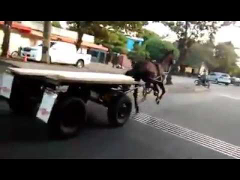 Caballo desbocado en calles de Valledupar - YouTube