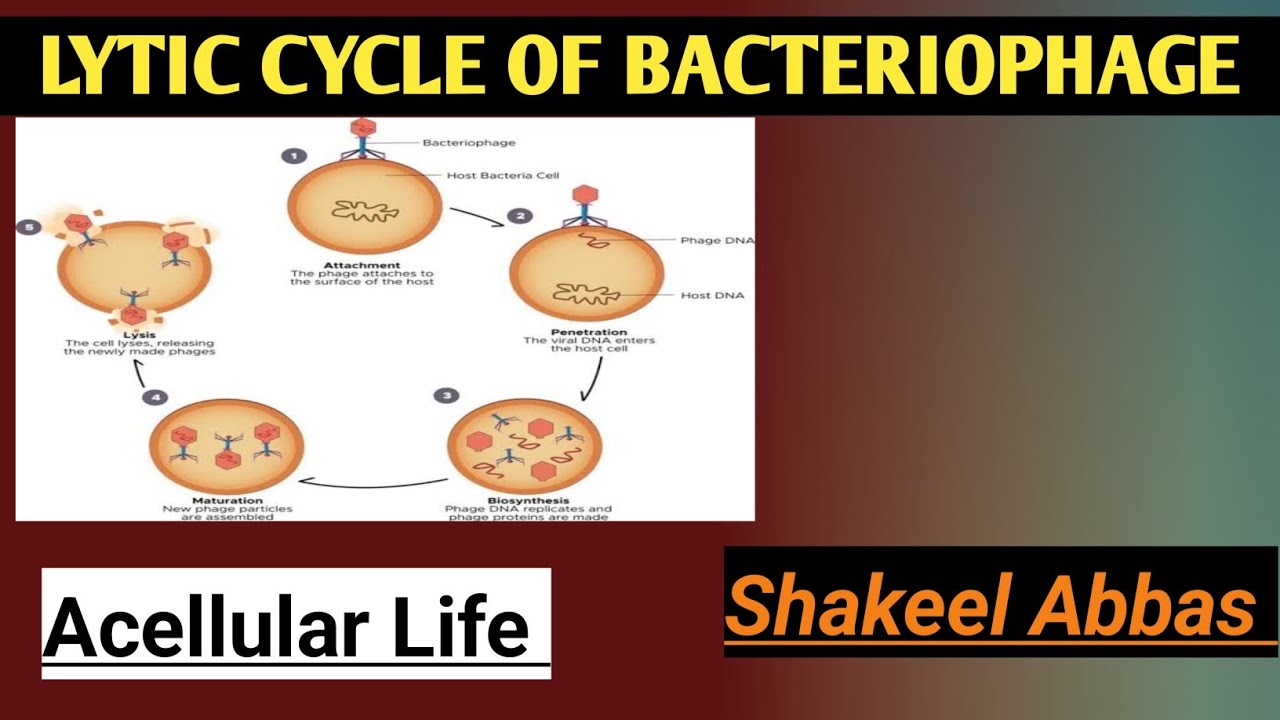 Lytic Cycle Of Bacteriophagebacteriophageacellular Life1st Year Youtube