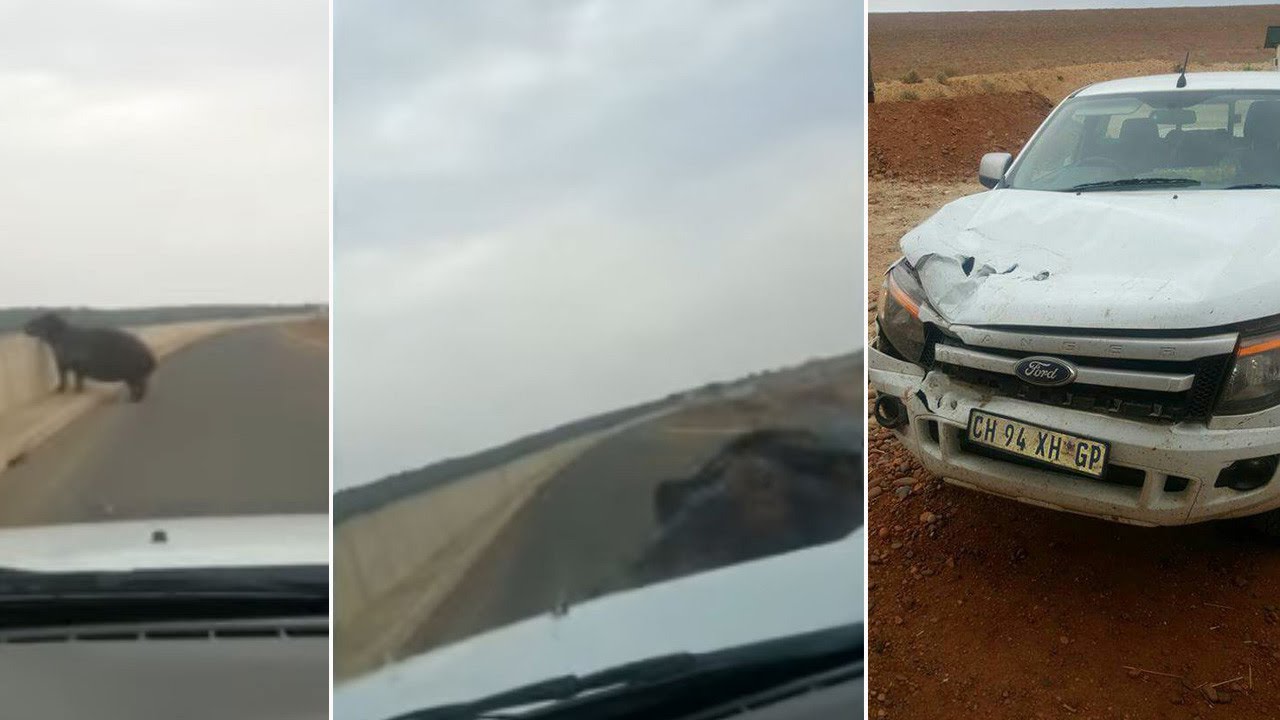 See The Heart-Stopping Moment a Hippo Charged At Truck On Highway - YouTube