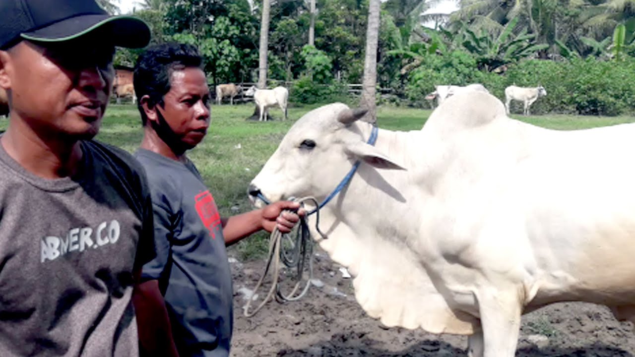 Harga Sapi PO (Sapi Sumba) | Cow For Sale Low Price | Cattle Market ...