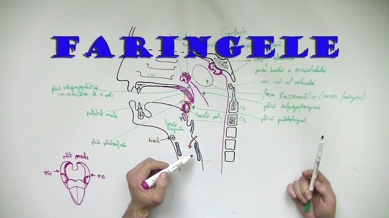 Faringele - Conformația Interioară - YouTube