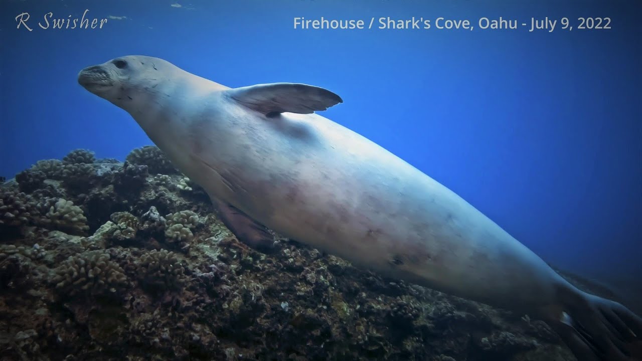 Endangered Hawaiian Monk Seal at Shark's Cove, Hawaii - YouTube