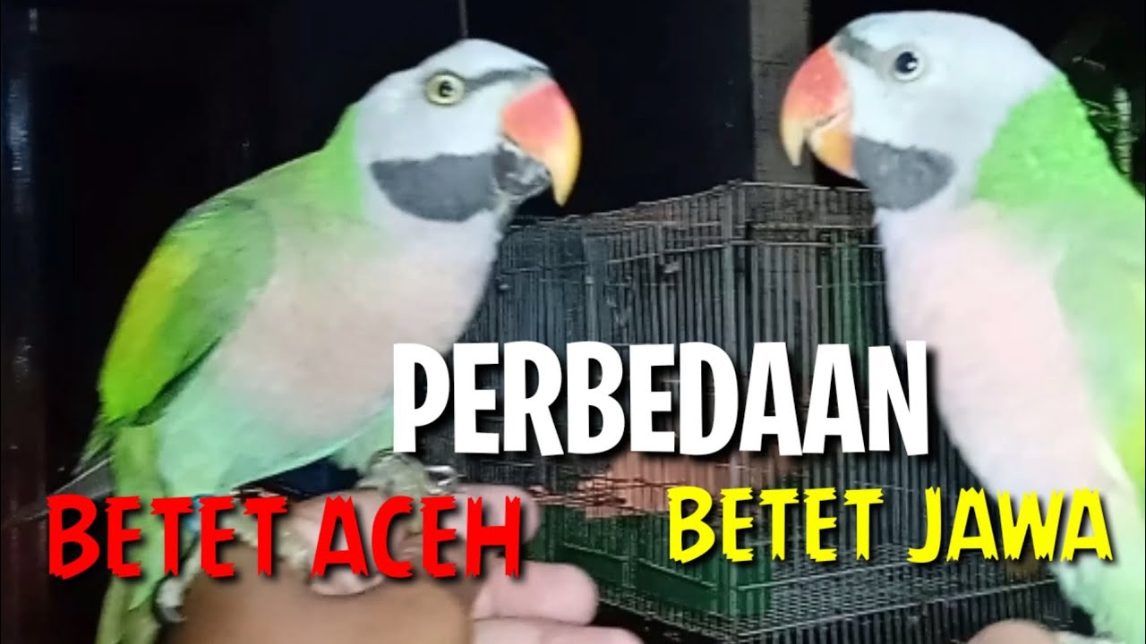 Perbedaan Betet Aceh Jantan dewasa dengan Betet Jawa Jantan Dewasa ...