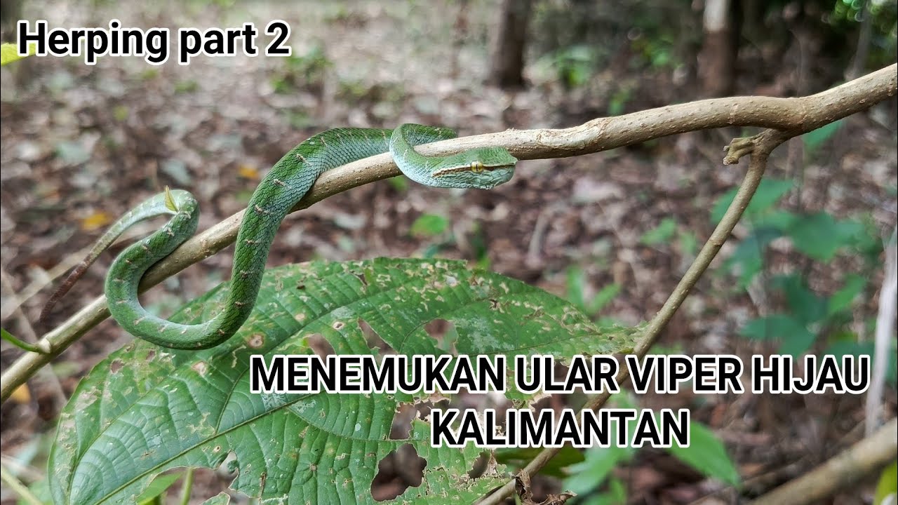 ULAR VIPER HIJAU KALIMANTAN (HERPING PART 2) - YouTube