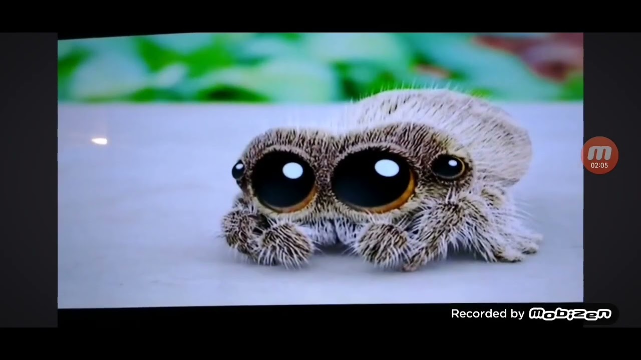 Lucas The Spider Crying Compilation Part 6 - YouTube