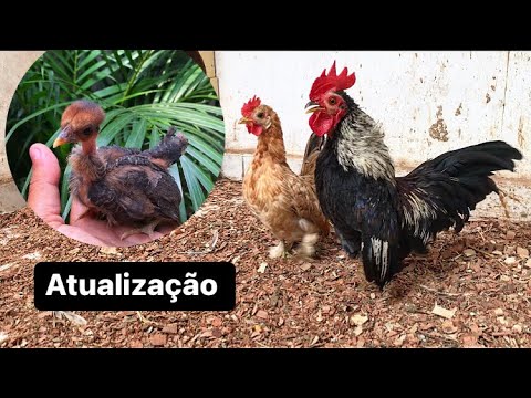 Atualização sobre o canal + criatório | Mini Garnizé - YouTube