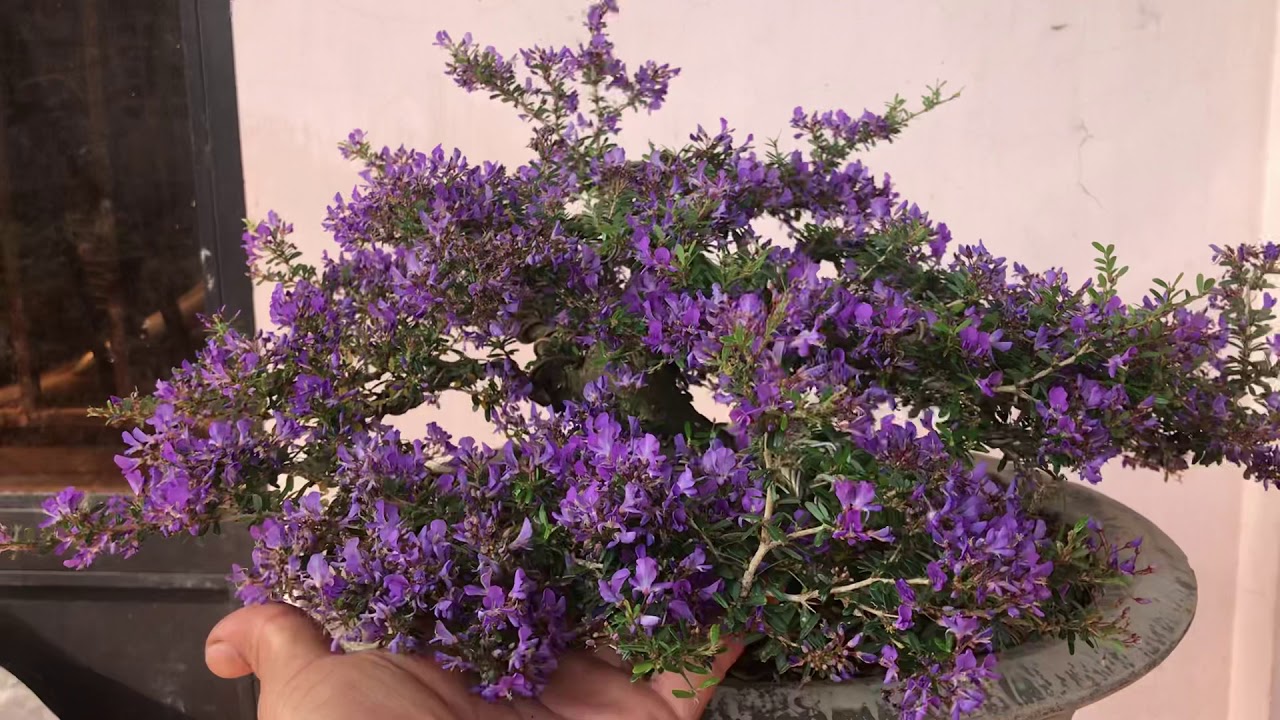 Hoa linh sam 86 -13/3/2020 - YouTube