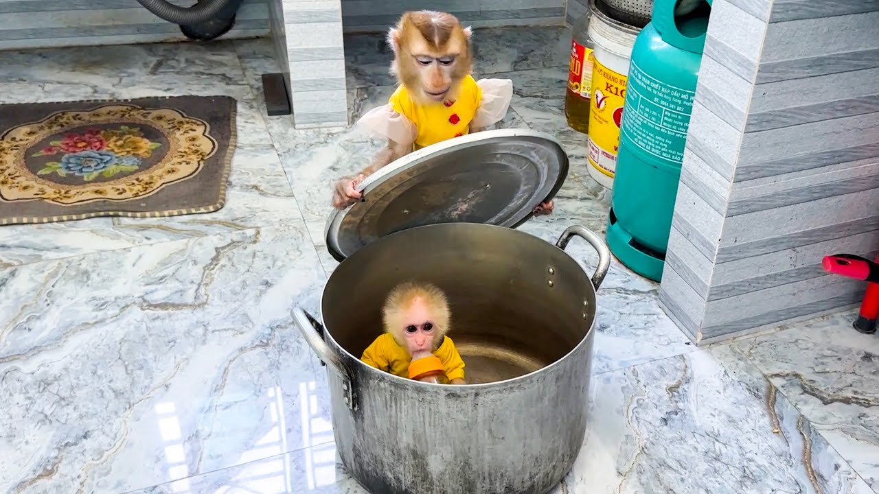 Can not help laughing! Monkey Kaka trapped monkey Mit in a pot - YouTube