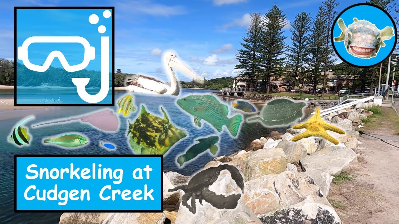 Snorkeling at Cudgen Creek - Overview - YouTube