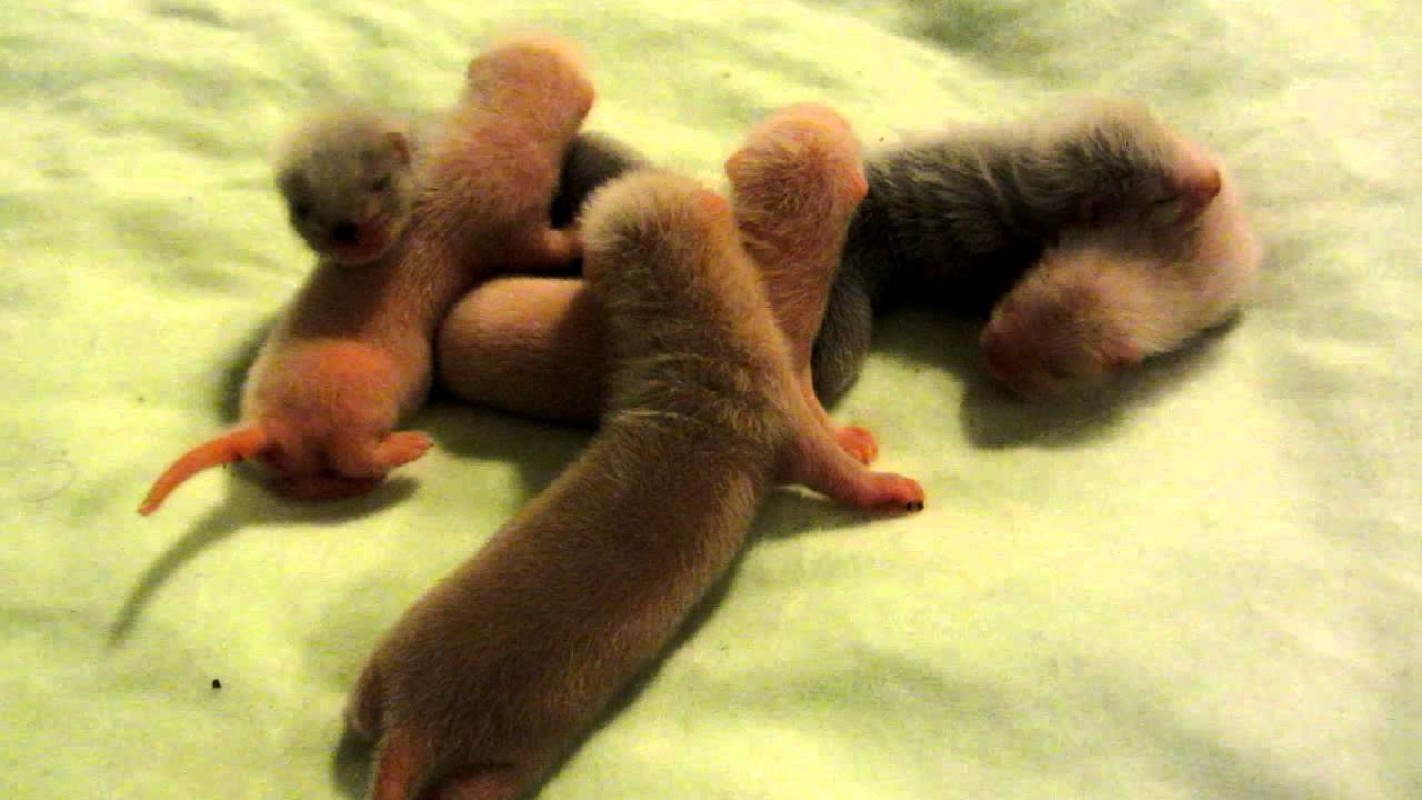 Luna 2012: bébés furets / ferret baby - YouTube