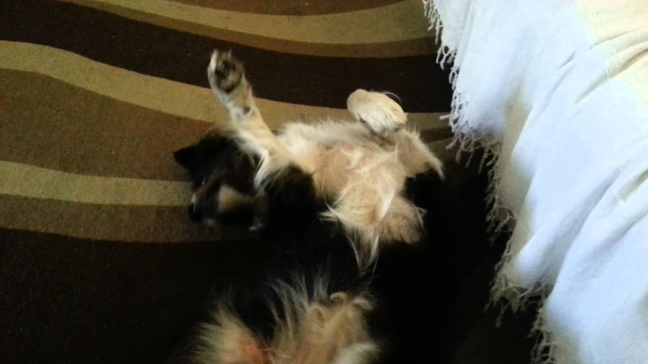 how a Dog Scratches the Back - YouTube