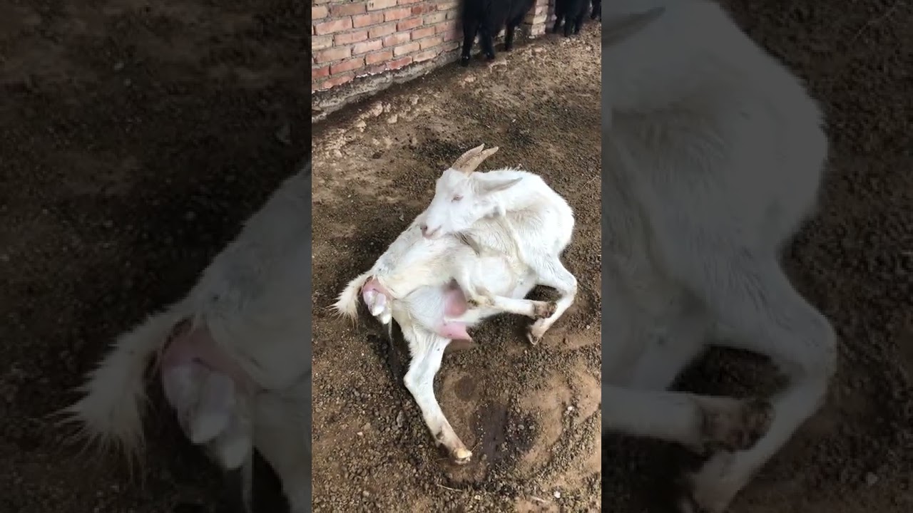 Goat giving birth - YouTube