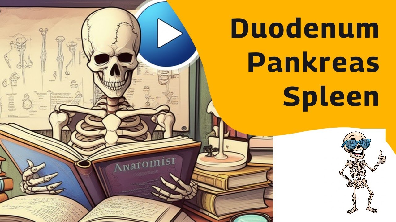 Duodenum, pancreas and spleen model - YouTube