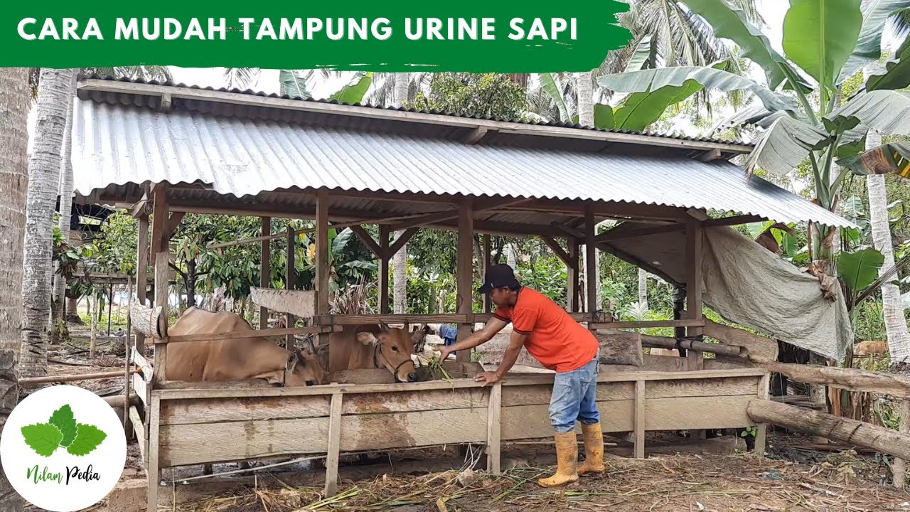 18. Cara tampung urine sapi - YouTube