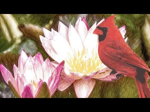 Leyenda de Nicte'Ha' ADA-6 - YouTube