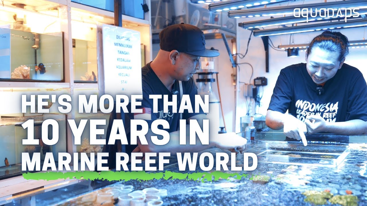 Visiting Java Reef: Apa aja nih coral yang lagi digandrungi?? - YouTube