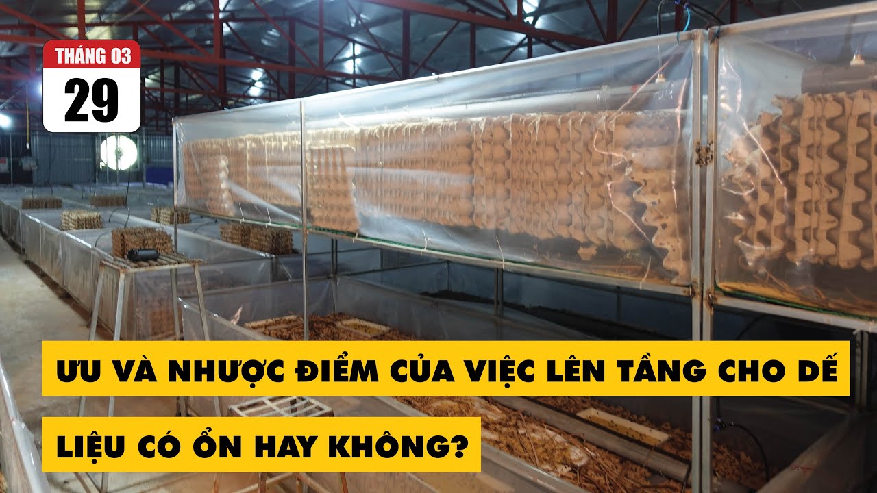ƯU VÀ NHƯỢC ĐIỂM CỦA VIỆC LÊN TẦNG CHO DẾ, LIỆU CÓ ỔN HAY KHÔNG? | HOA ...