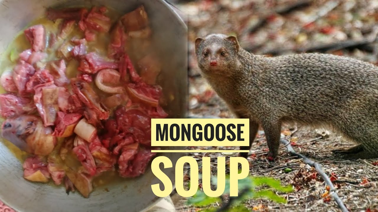 Mongoose Soup | ម្ជូរព្រៃ សាច់ស្កា - YouTube