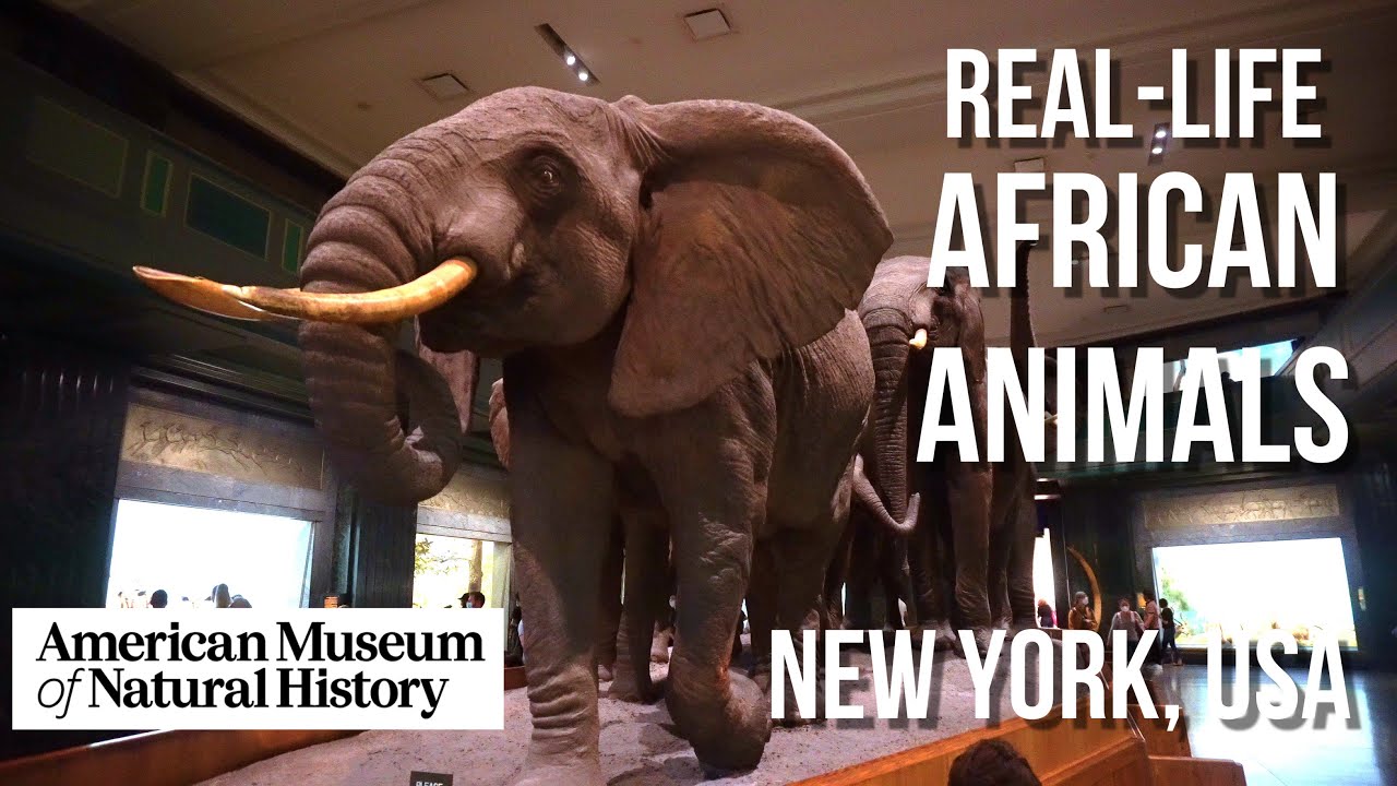 The AMAZING Real-Life Animal Displays at the American Museum of Natural ...