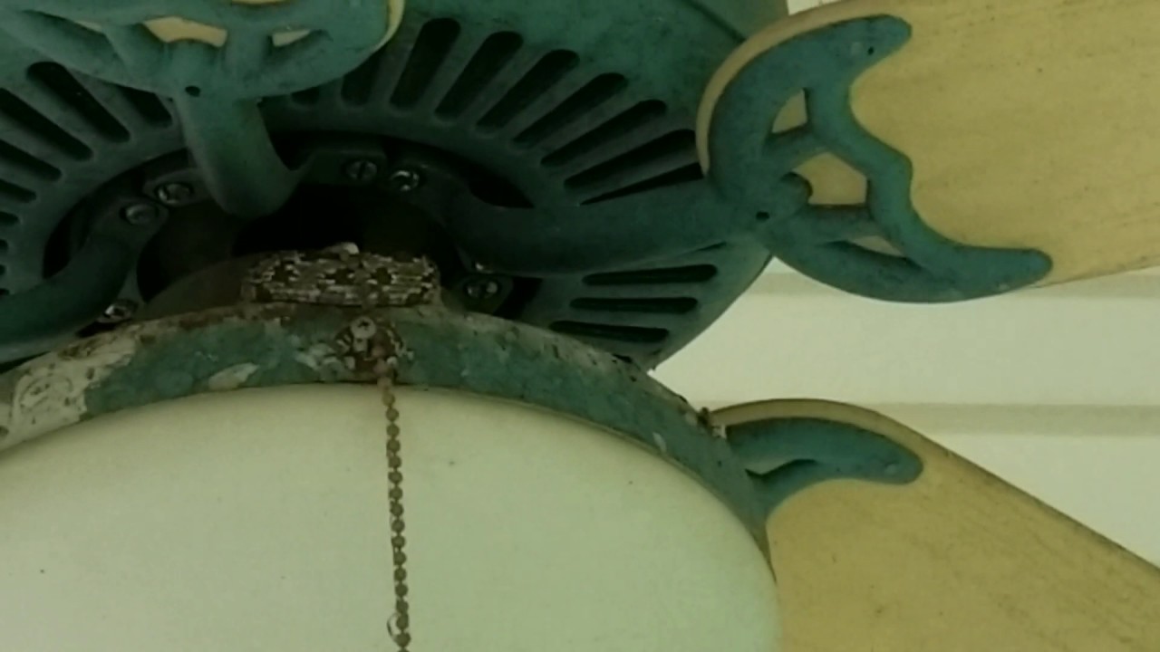 There's a snake on my ceiling fan?!?!?! - YouTube
