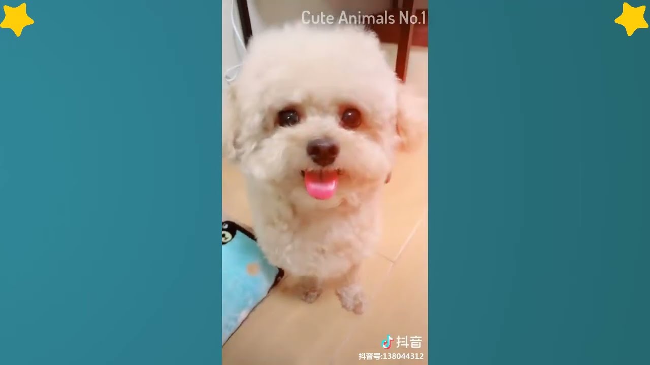 Cute Dog videos - Cute and Funny Dog Moments Compilation #3 - YouTube