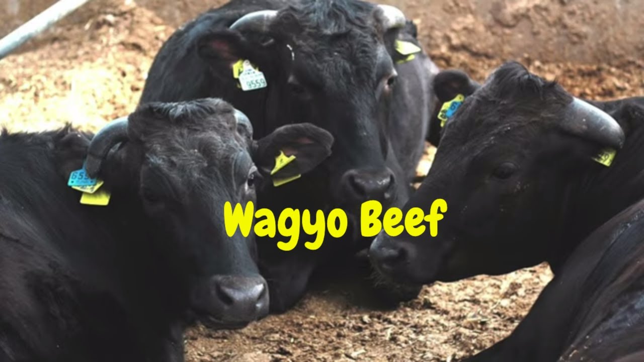 Wagyo Beef Taste Test - YouTube