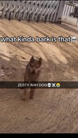 ZESTY AHH DOG😭😭 #memes #trending #viralreels #shorts #funny - YouTube