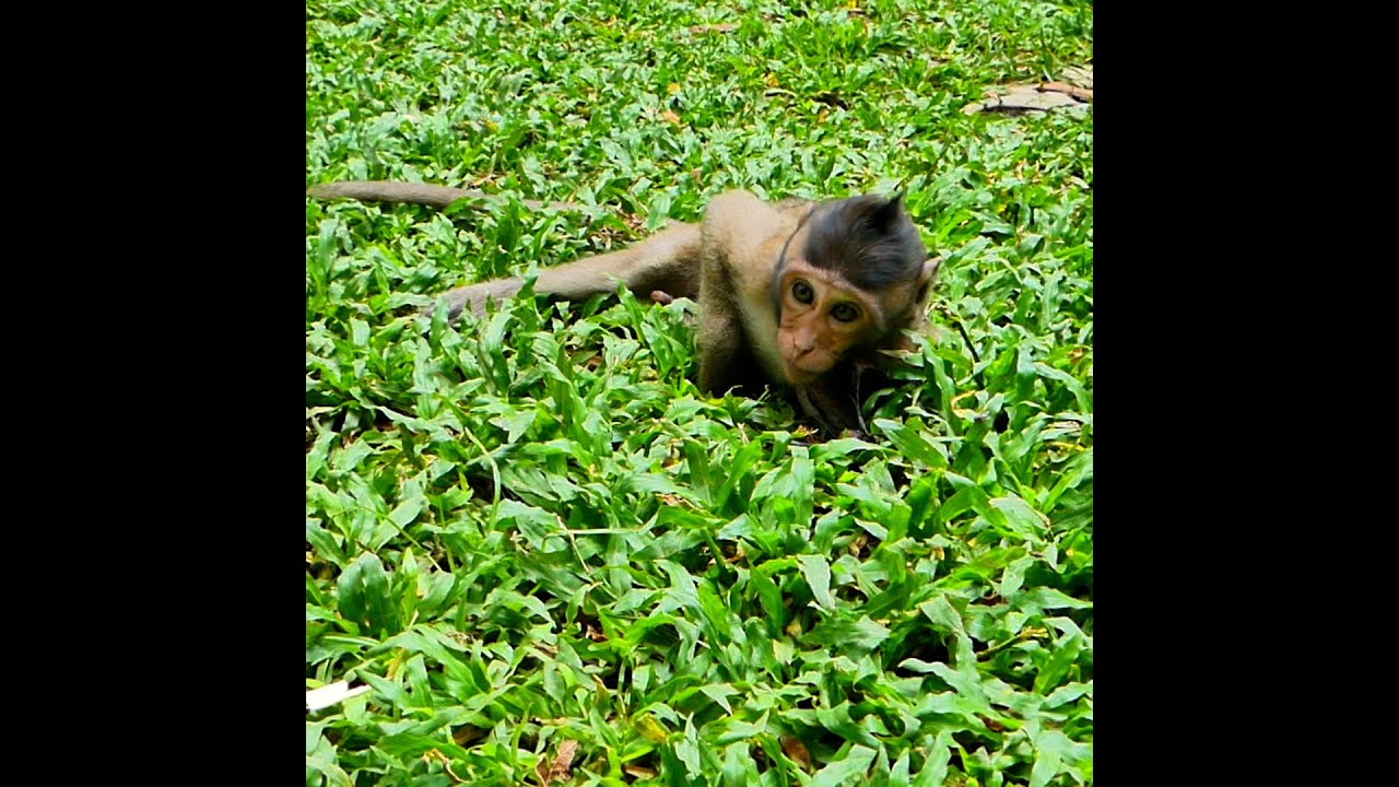 Poor little baby monkey Broken leg can't walk cry sad - YouTube