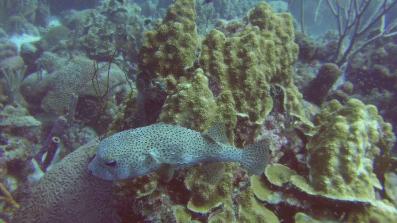 Ballooonfish - YouTube
