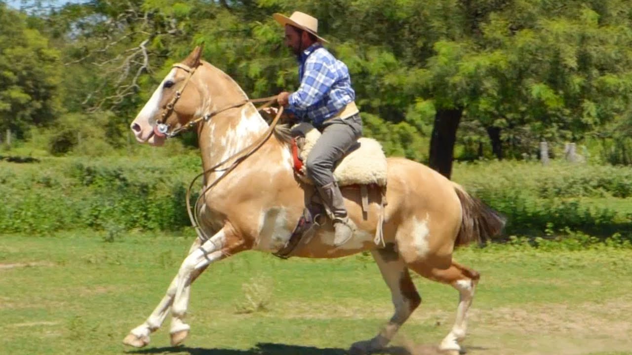 💲 CABALLO OVERO GATEADO $1.100.000 - Entrepesado muy manso y funcional ...