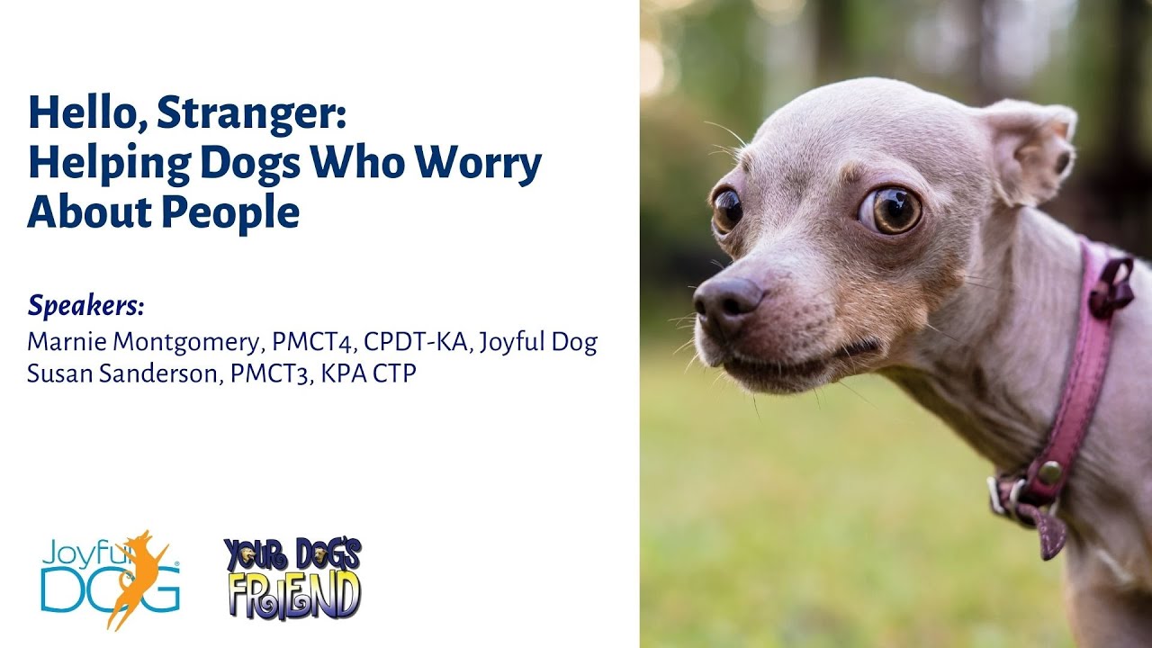 Hello Stranger: Helping Dogs Who Worry About People 1-18-2025 - YouTube