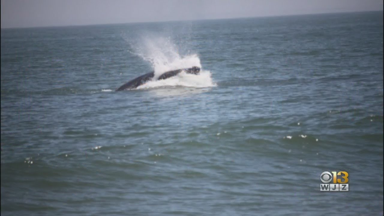 Whale Spotted Off Coast Of Delaware Beach - YouTube