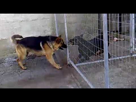 Doberman ve alman qurdu