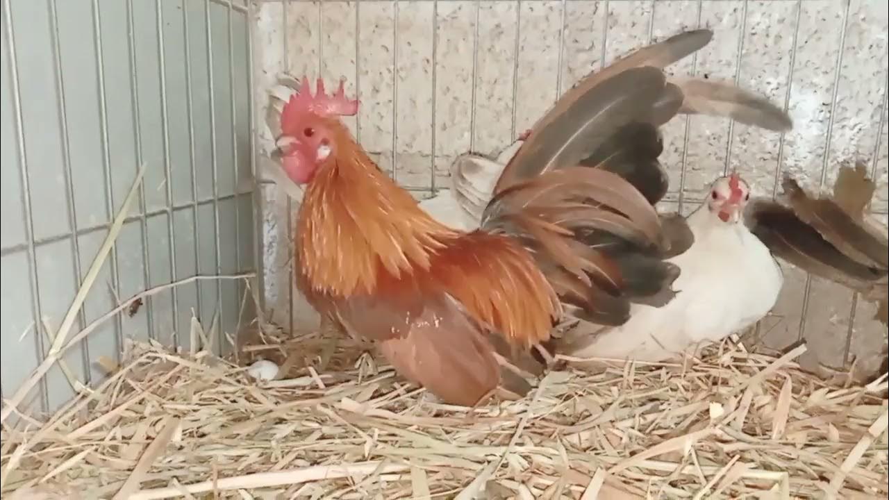 🐣🐓🇲🇽 CRIADERO LAS MARGARITAS 🐣🐓🇲🇽🌼🎃 temporada 2025 calabacitos 🐔 - YouTube