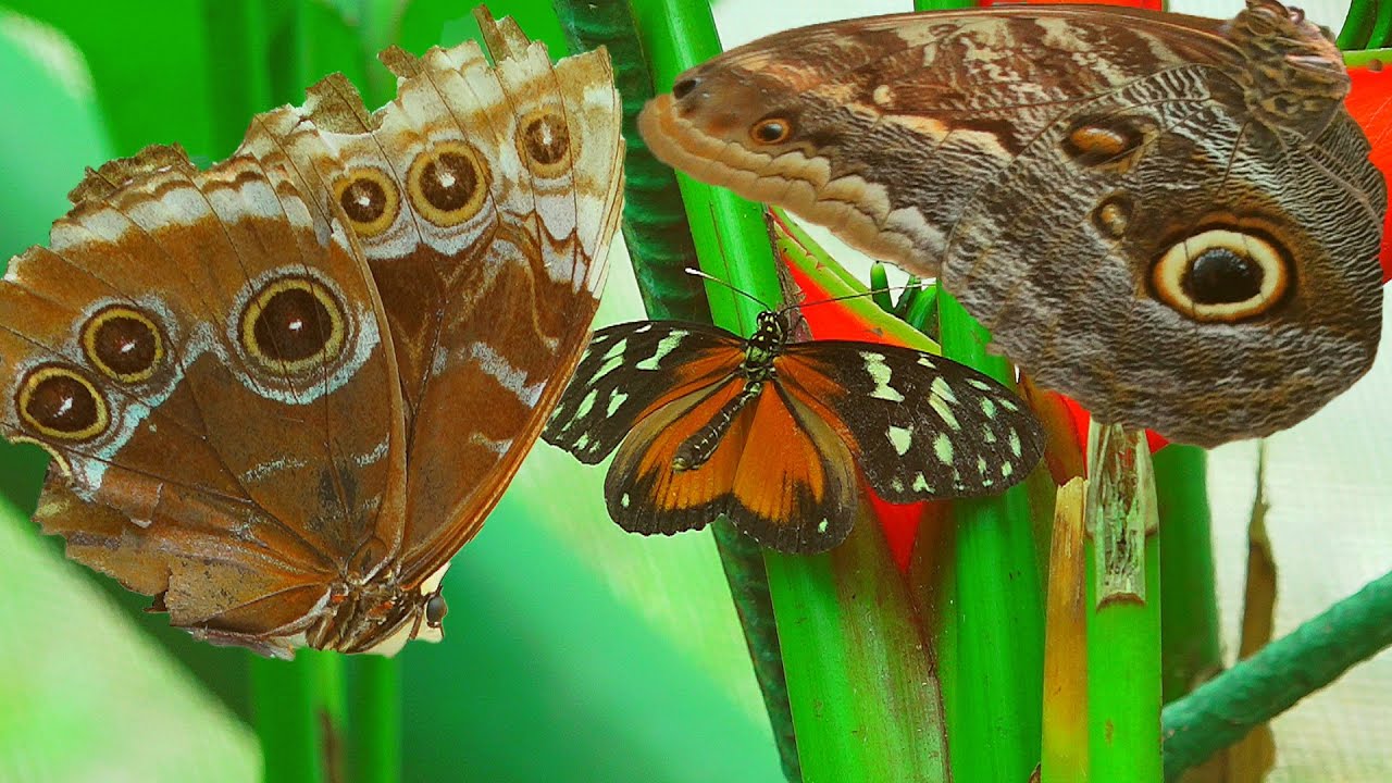 Papillons du Costa Rica / Butterflies of Costa Rica / Aventure Nature ...